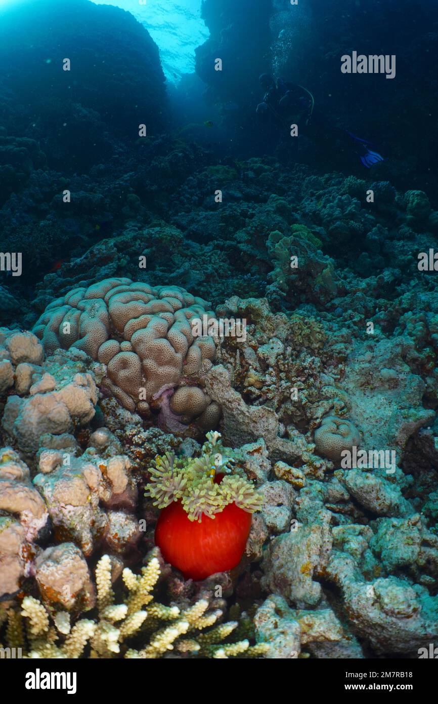 Magnificent sea anemone (Heteractis magnifica) . Dive site St. Johns ...