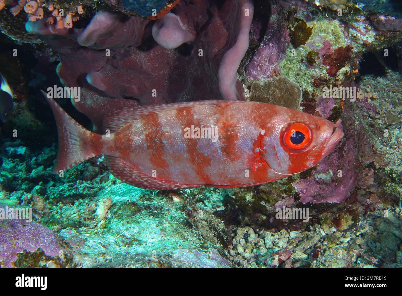 Common bigeye (Priacanthus hamrur) . Dive site Gordon Reef, Strait of ...
