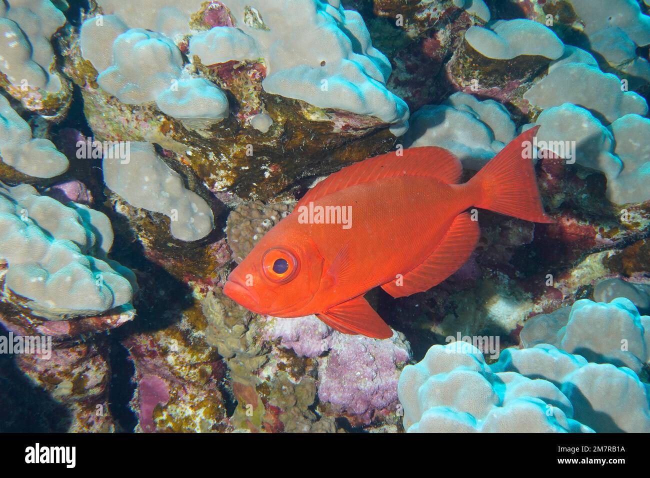 Common bigeye (Priacanthus hamrur) . Dive site House Reef, Mangrove Bay ...