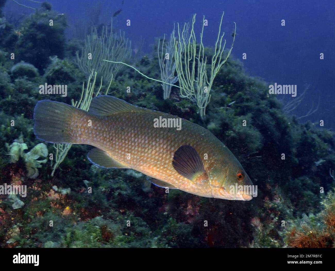 Ballan wrasse (Labrus bergylta) in the Mediterranean Sea near Hyeres ...