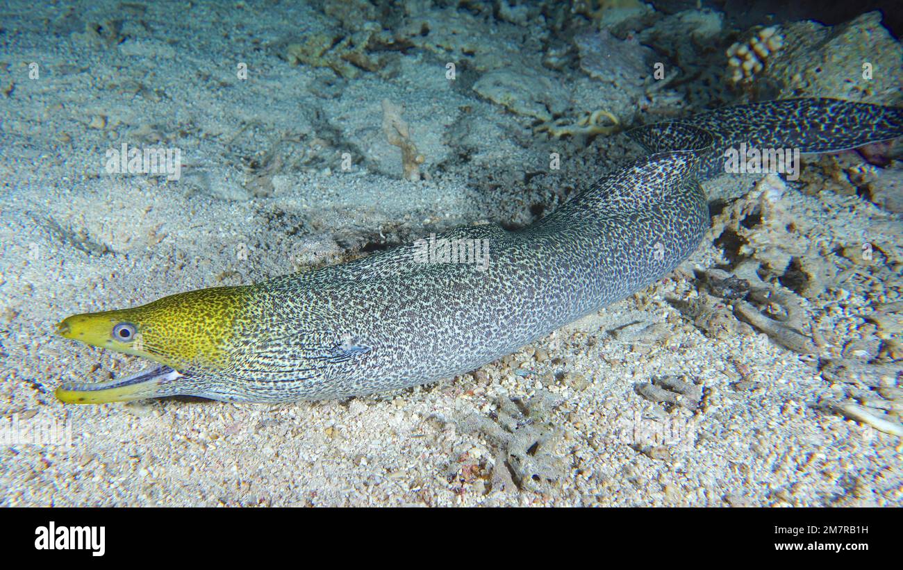 Undulated moray (Gymnothorax undulatus) on the prowl. Dive site Gordon ...