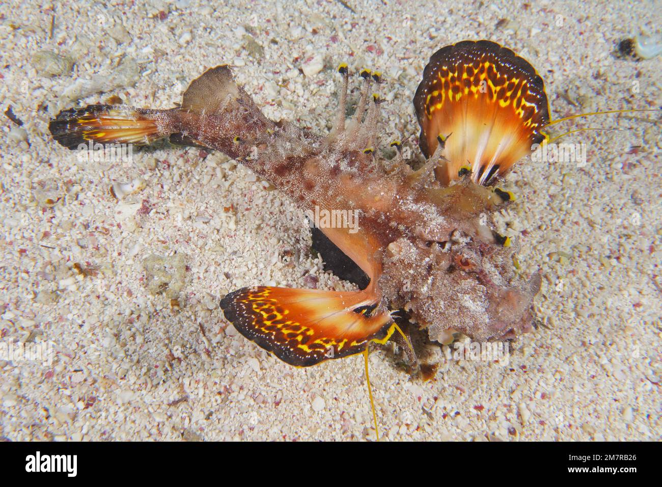 A Red Sea walkman filament devilfish (Inimicus filamentosus) Devilfish ...