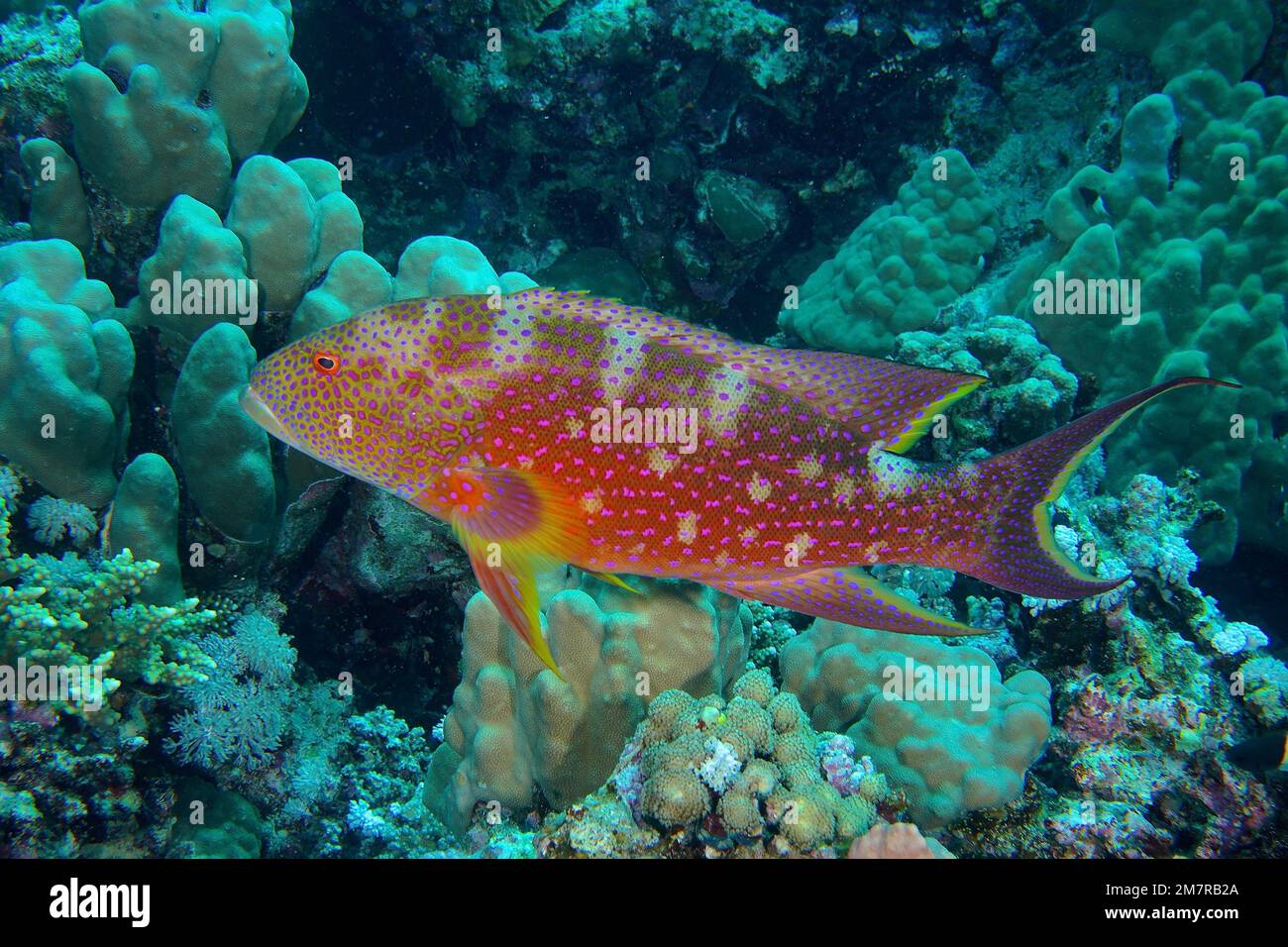 Lyretail grouper red sea hi-res stock photography and images - Alamy