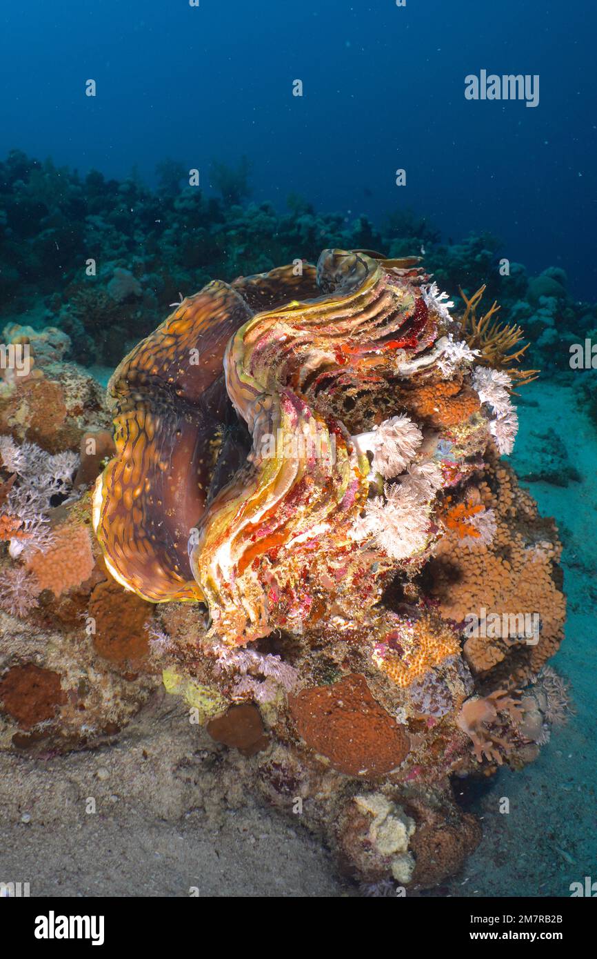 Fluted giant clam (Tridacna squamosa) Killer clam . Dive site House ...