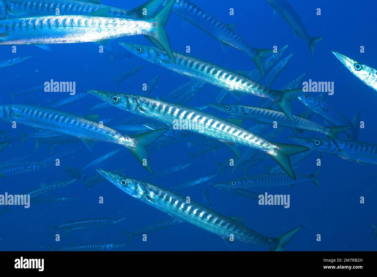 Group, shoal of european barracuda (Sphyraena sphyraena) near Hyeres ...