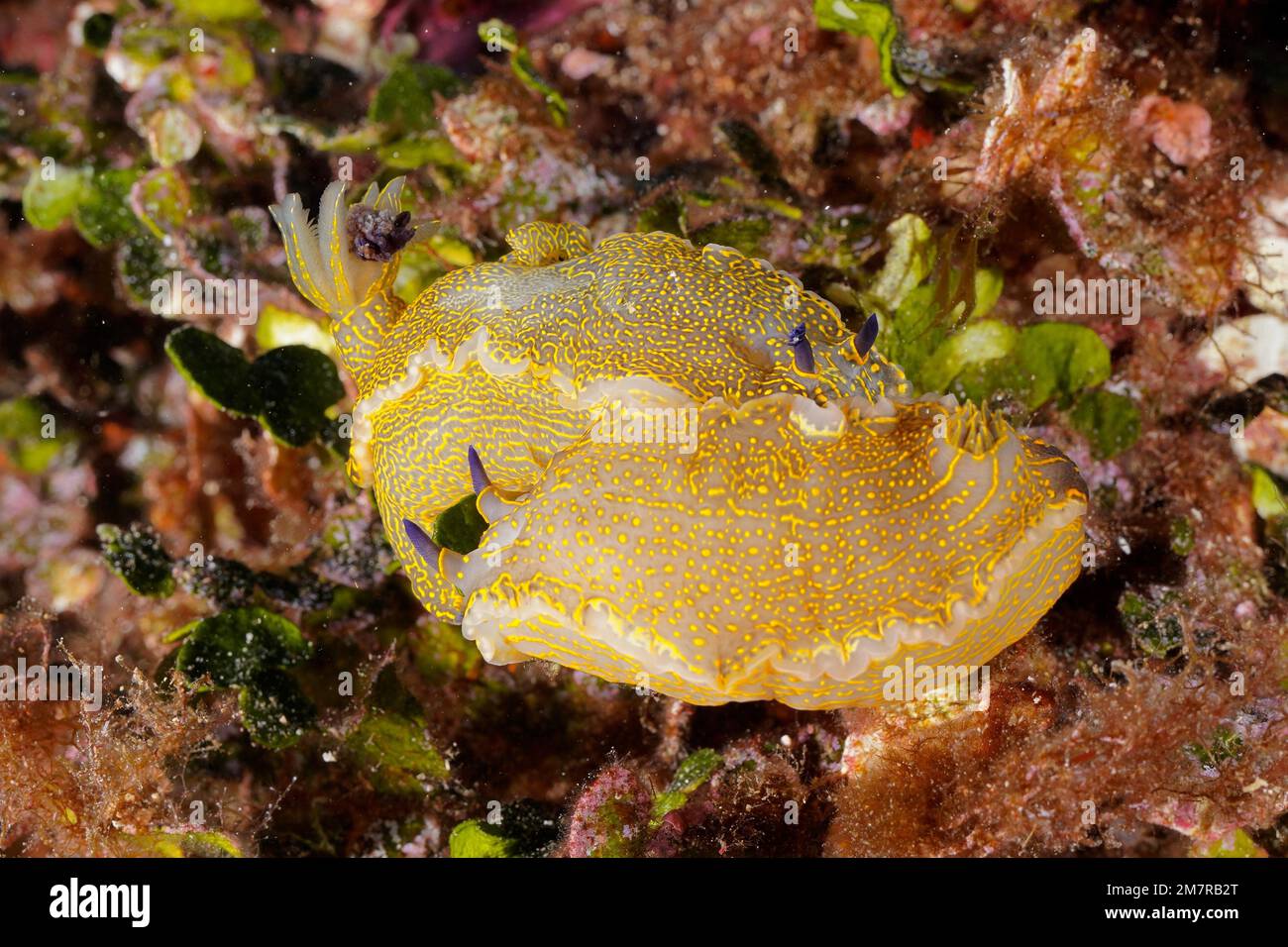 Yellow sea snail hi-res stock photography and images - Alamy