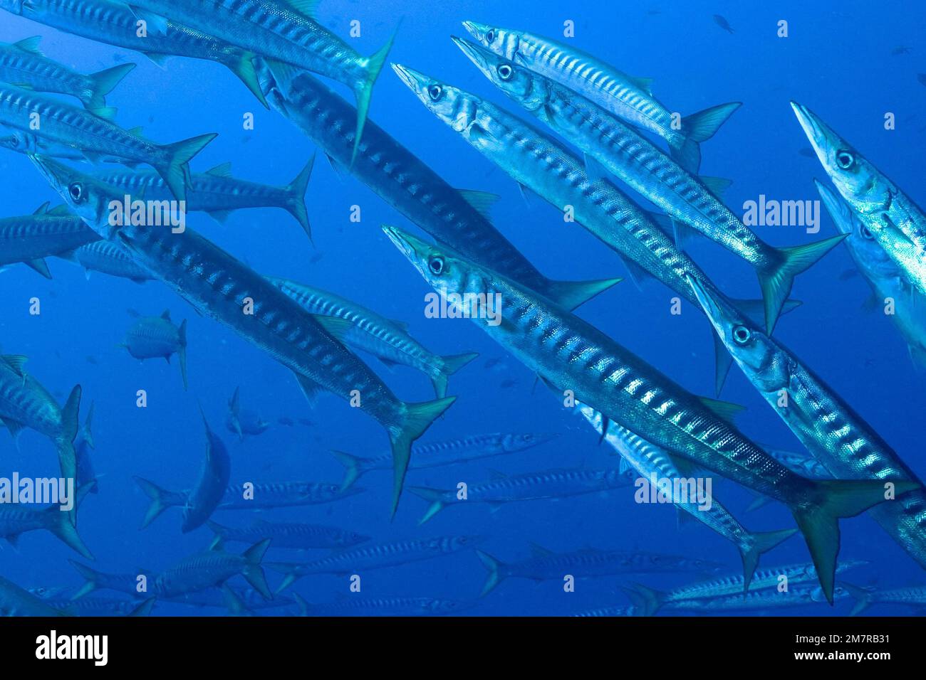 Group, shoal of european barracuda (Sphyraena sphyraena) near Hyeres ...