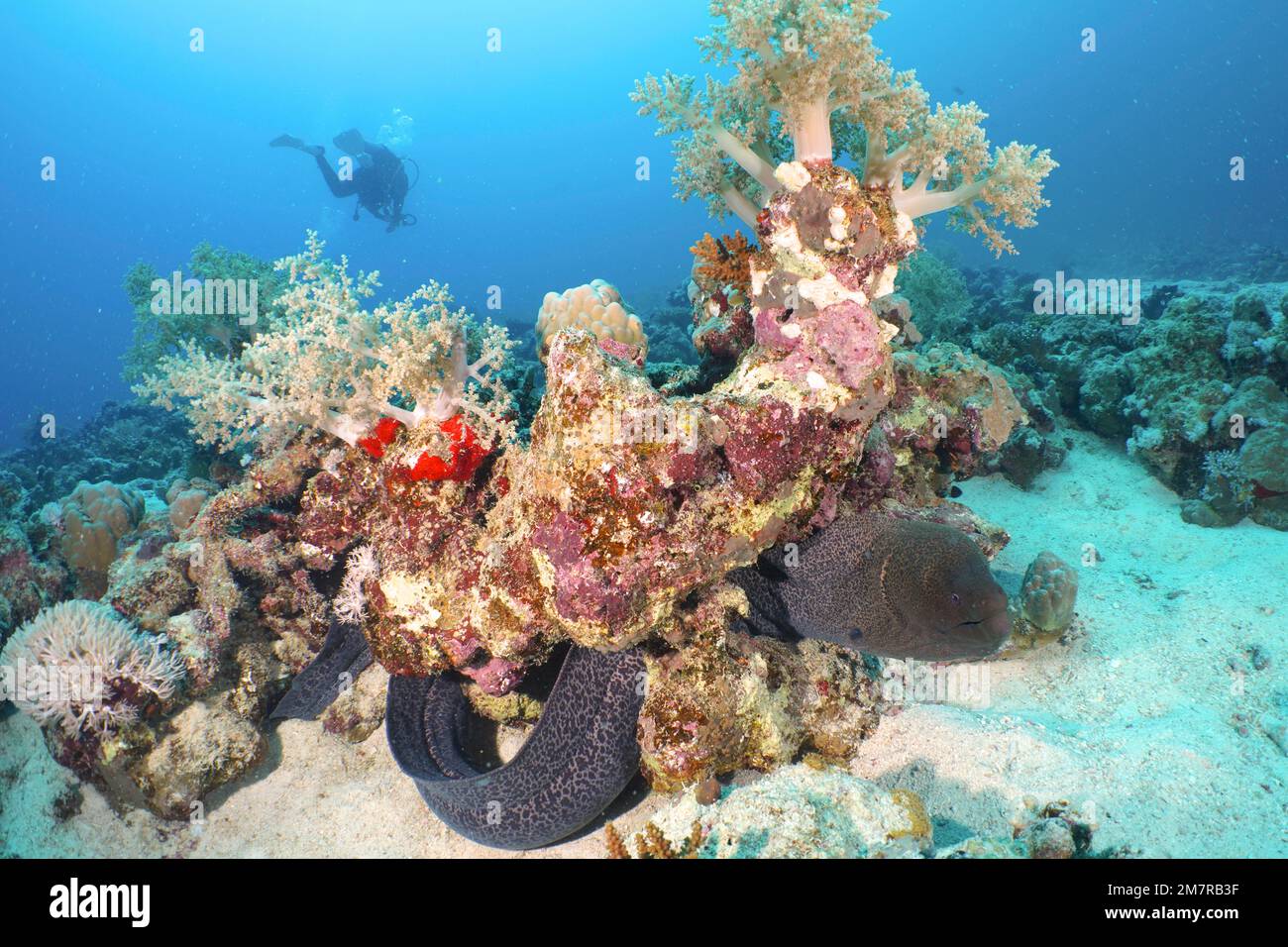 Giant Moray (Gymnothorax javanicus) moray under broccoli tree ...
