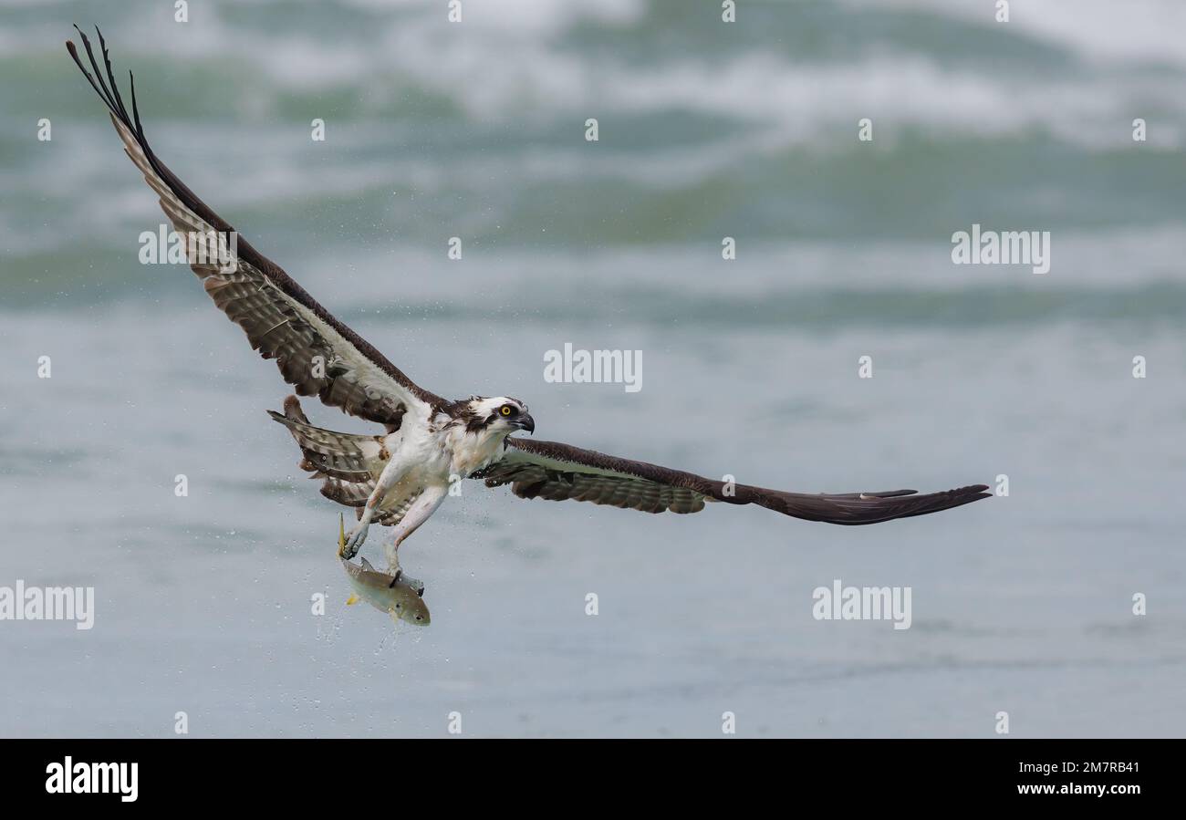 Osprey Fishing in the Ocean Stock Photo - Alamy