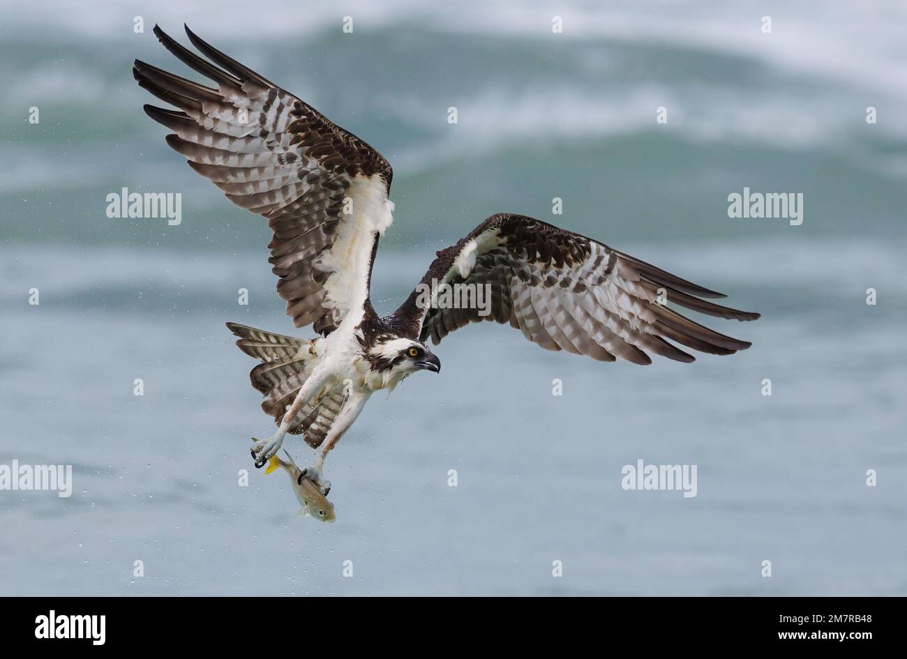 Osprey Fishing in the Ocean Stock Photo - Alamy