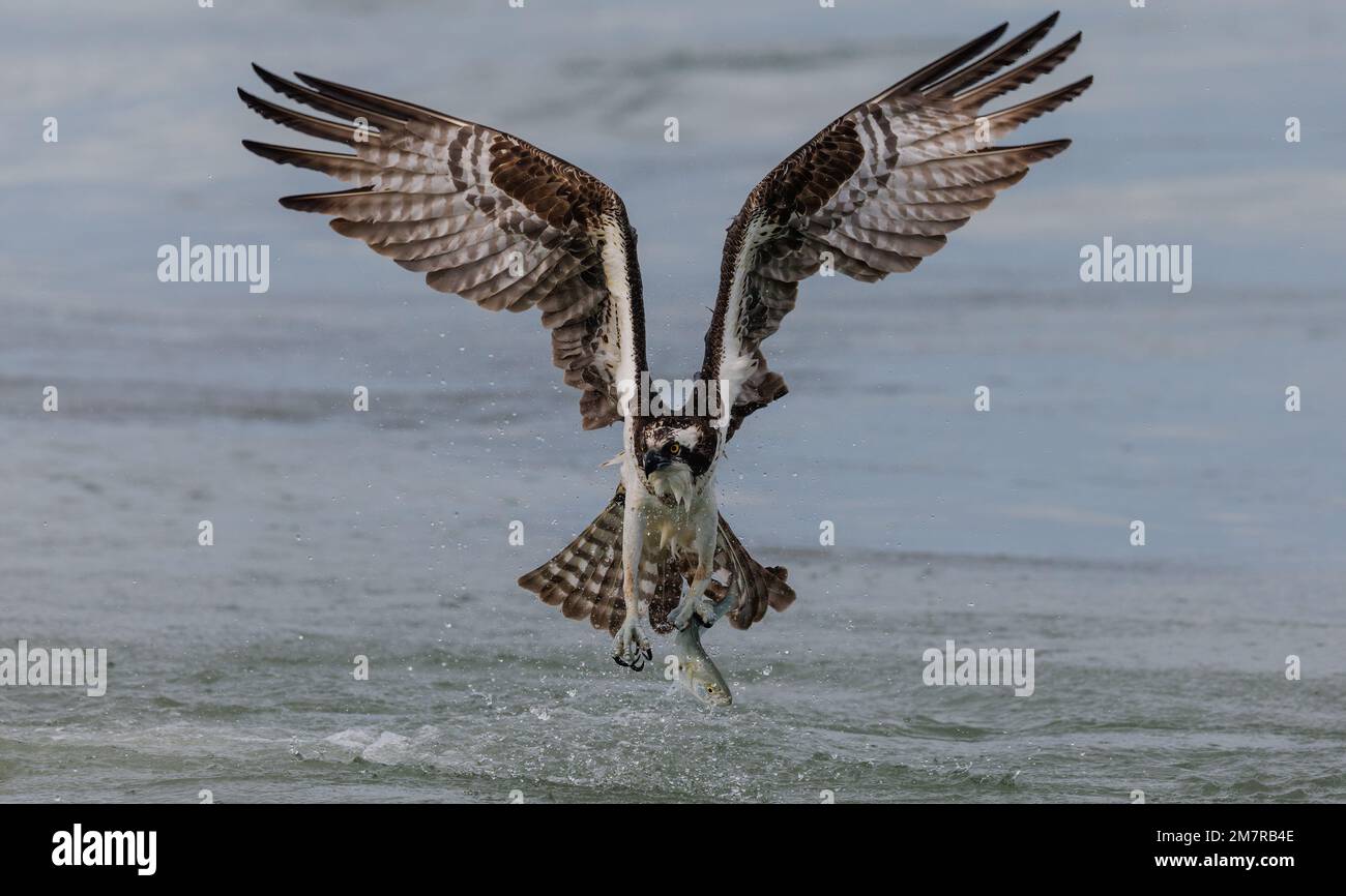 Osprey Fishing in the Ocean Stock Photo - Alamy