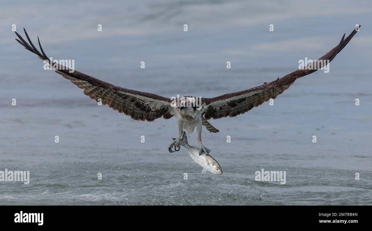 Osprey Fishing in the Ocean Stock Photo - Alamy