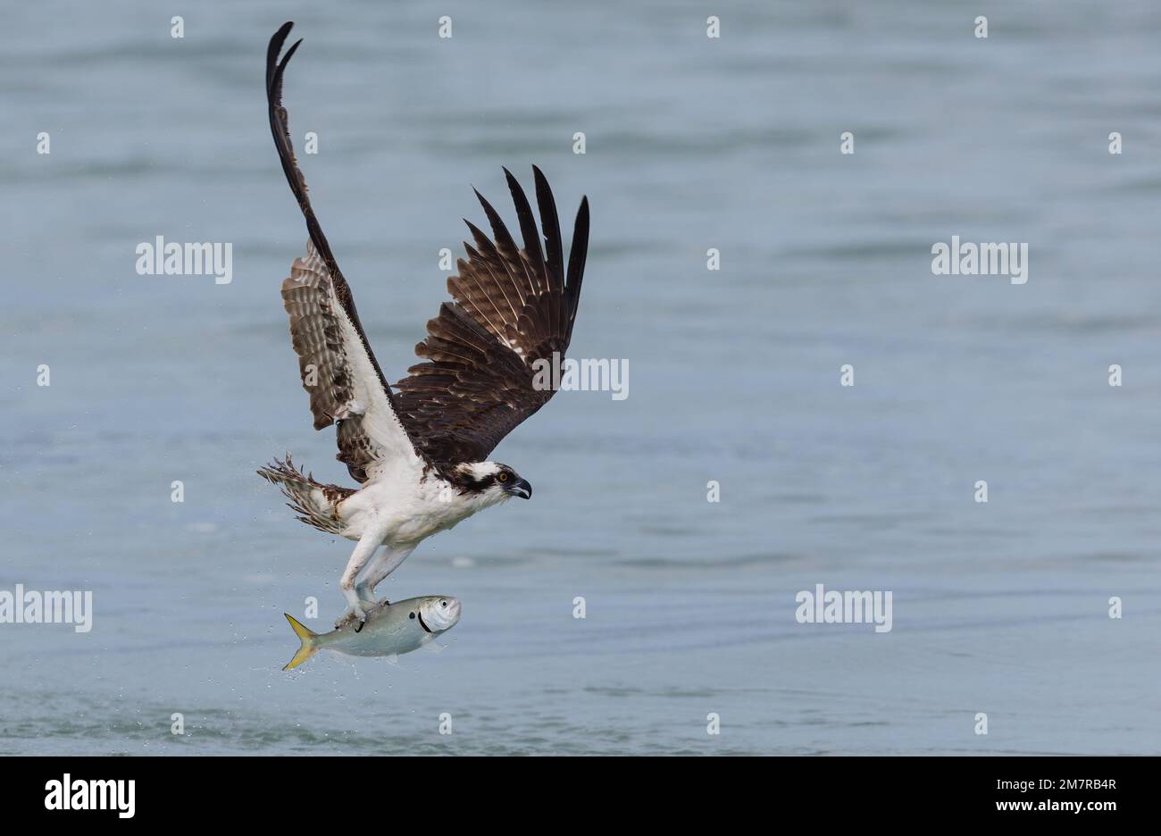 Osprey Fishing in the Ocean Stock Photo - Alamy