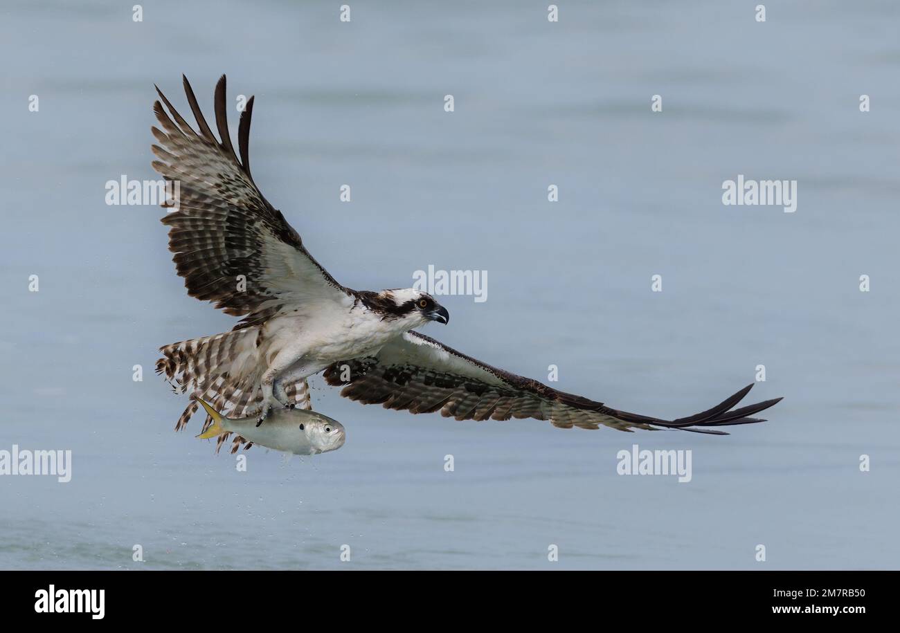 Osprey Fishing in the Ocean Stock Photo - Alamy