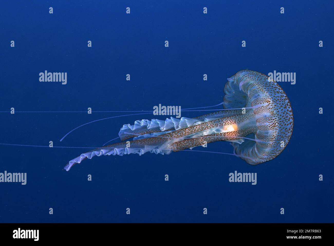 Mauve stinger (Pelagia noctiluca), in the Mediterranean Sea near Hyeres ...