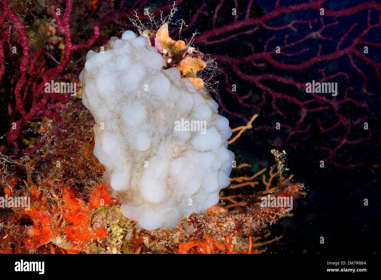 White sea squirt (Phallusia mammillata) in the Mediterranean Sea near ...
