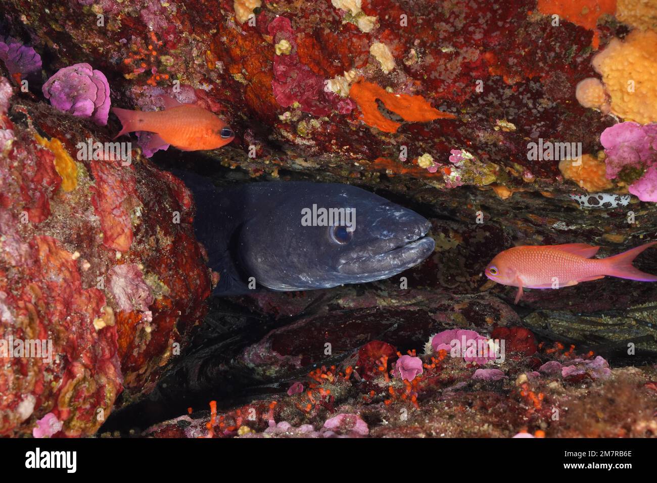 Conger (Conger conger) eel, mullet cardinalfish (Apogon imberbis) and ...