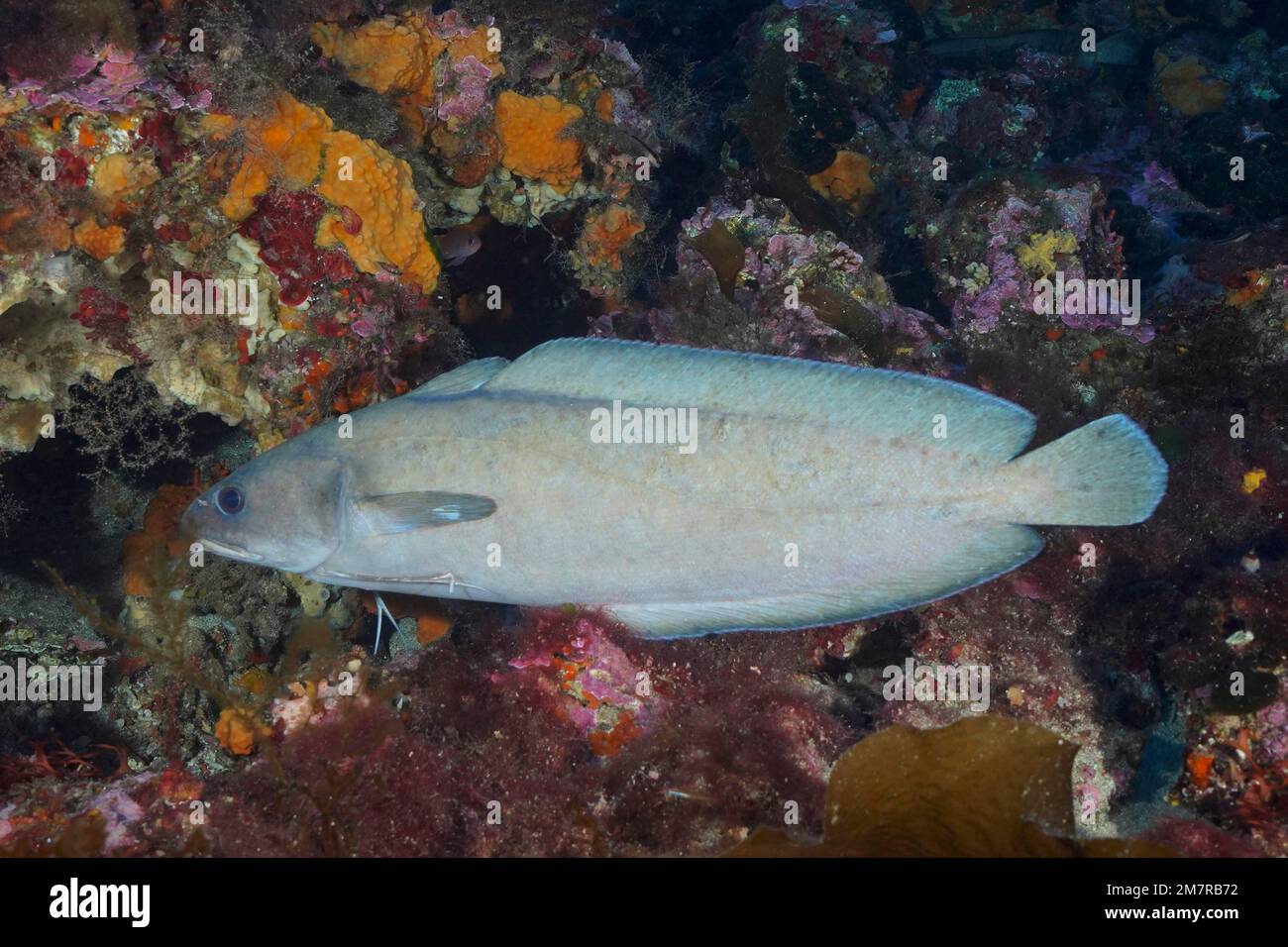 Forkbeard fish hi-res stock photography and images - Alamy