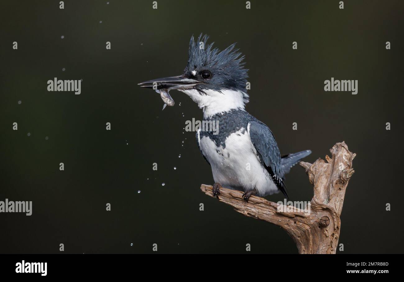 Belted Kingfisher Fishing in a Pond Stock Photo - Alamy