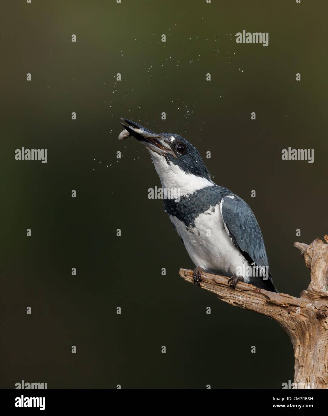 Belted Kingfisher Fishing in a Pond Stock Photo - Alamy