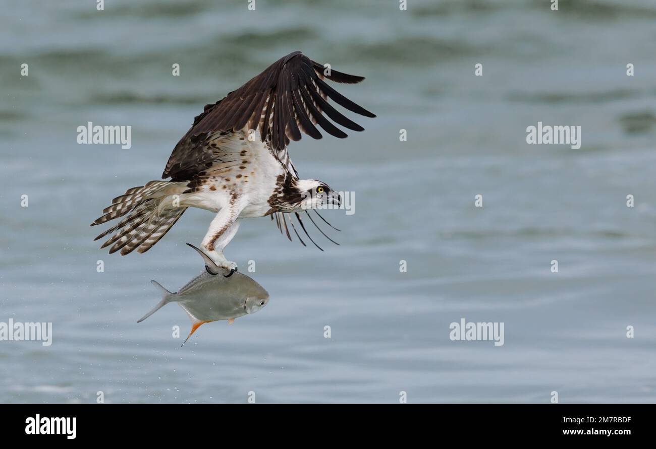 Osprey Fishing in the Ocean Stock Photo - Alamy