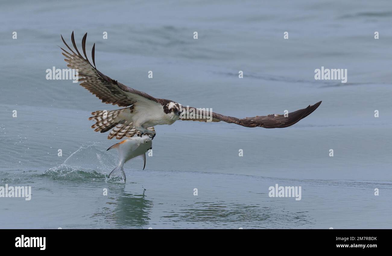 Osprey Fishing in the Ocean Stock Photo - Alamy