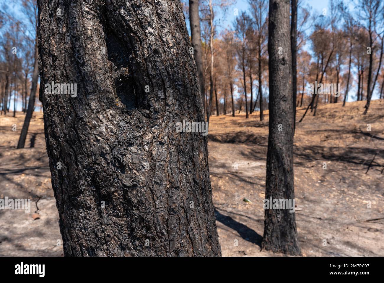 Burnt tree in the forest burned in a forest fire, climate change ...
