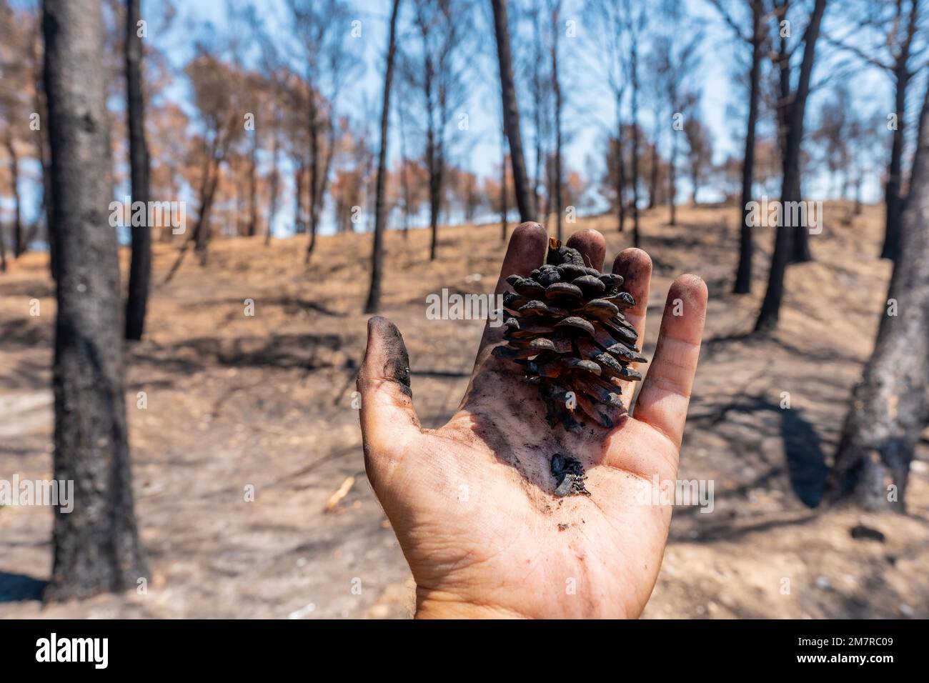 Cone of a burned pine in the burned forest, forest fire, climate change ...