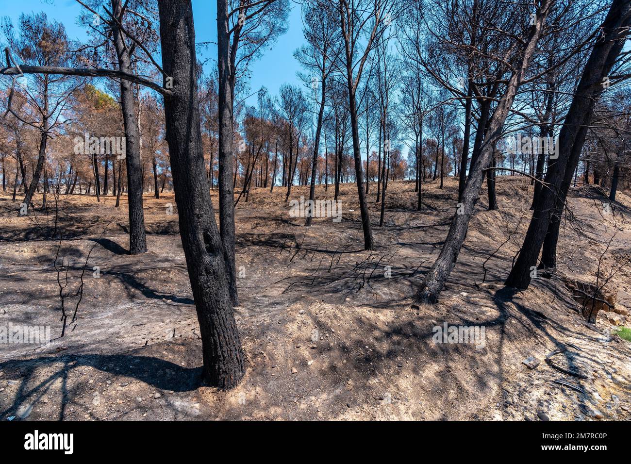 Intentional fire, a forest burned in a forest fire, climate change ...