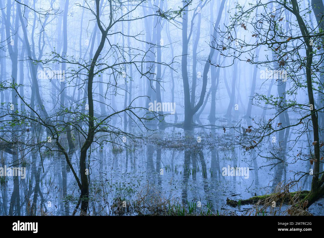 Flooded alder swamp on the shore of Lake Duemmer, forest, tree, flood ...