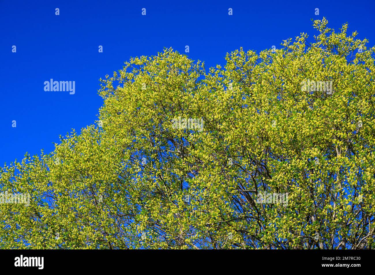 Flowering willow (Salix), allergy, pollen, pollen count, shore, Lake ...