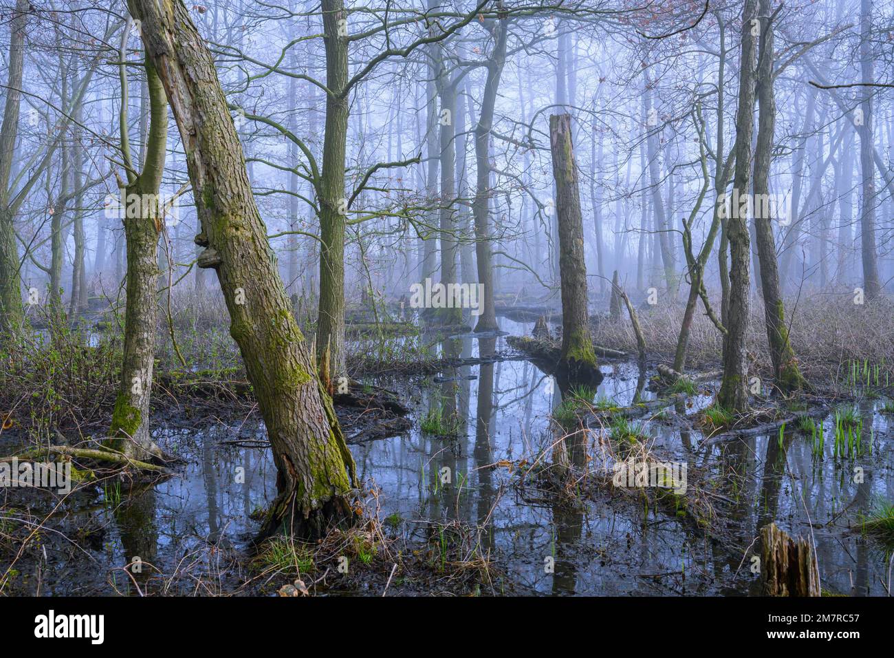 Flooded alder swamp on the shore of Lake Duemmer, forest, tree, flood ...