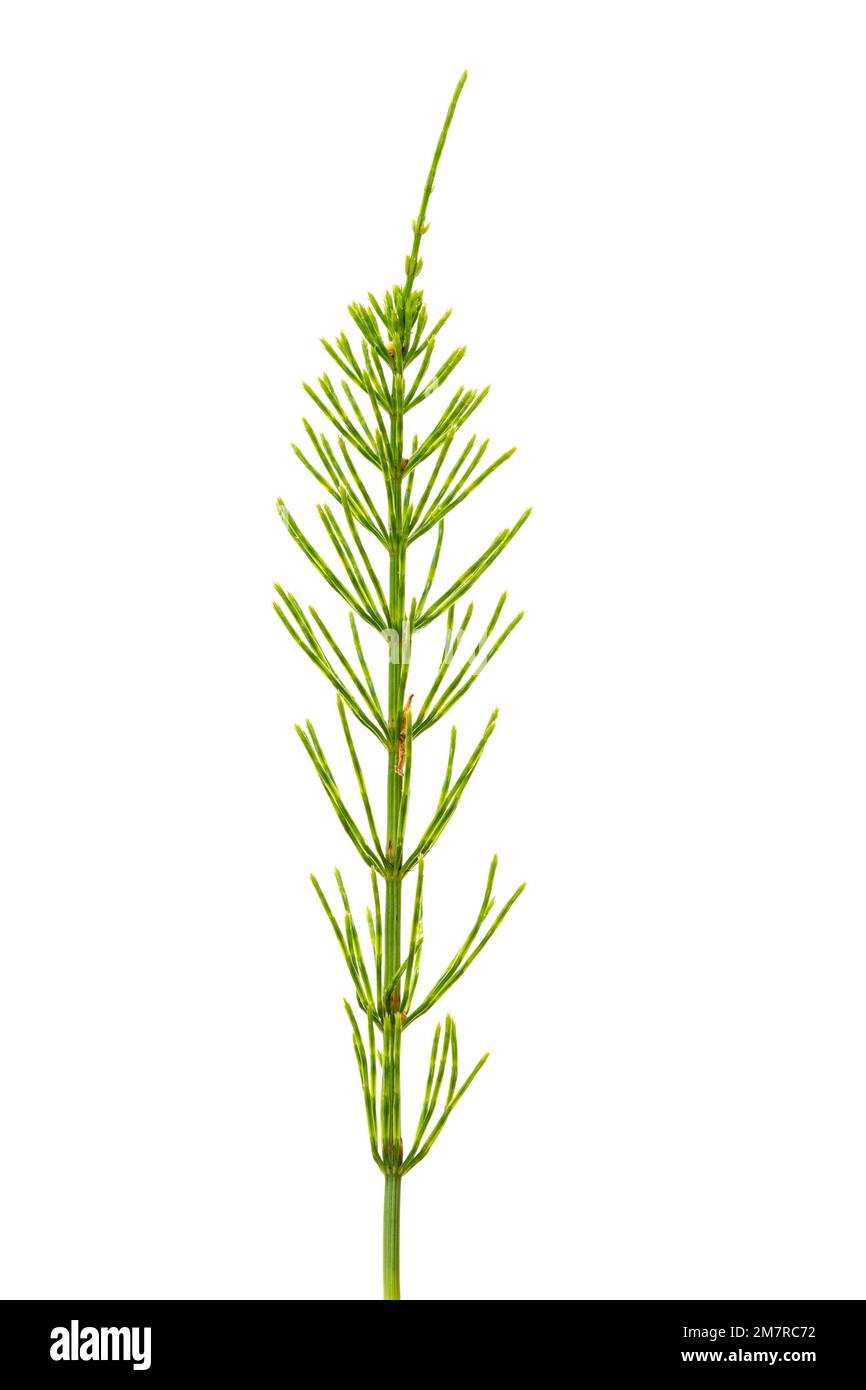 Field horsetail (Equisetum arvense), plant, isolated, white background ...