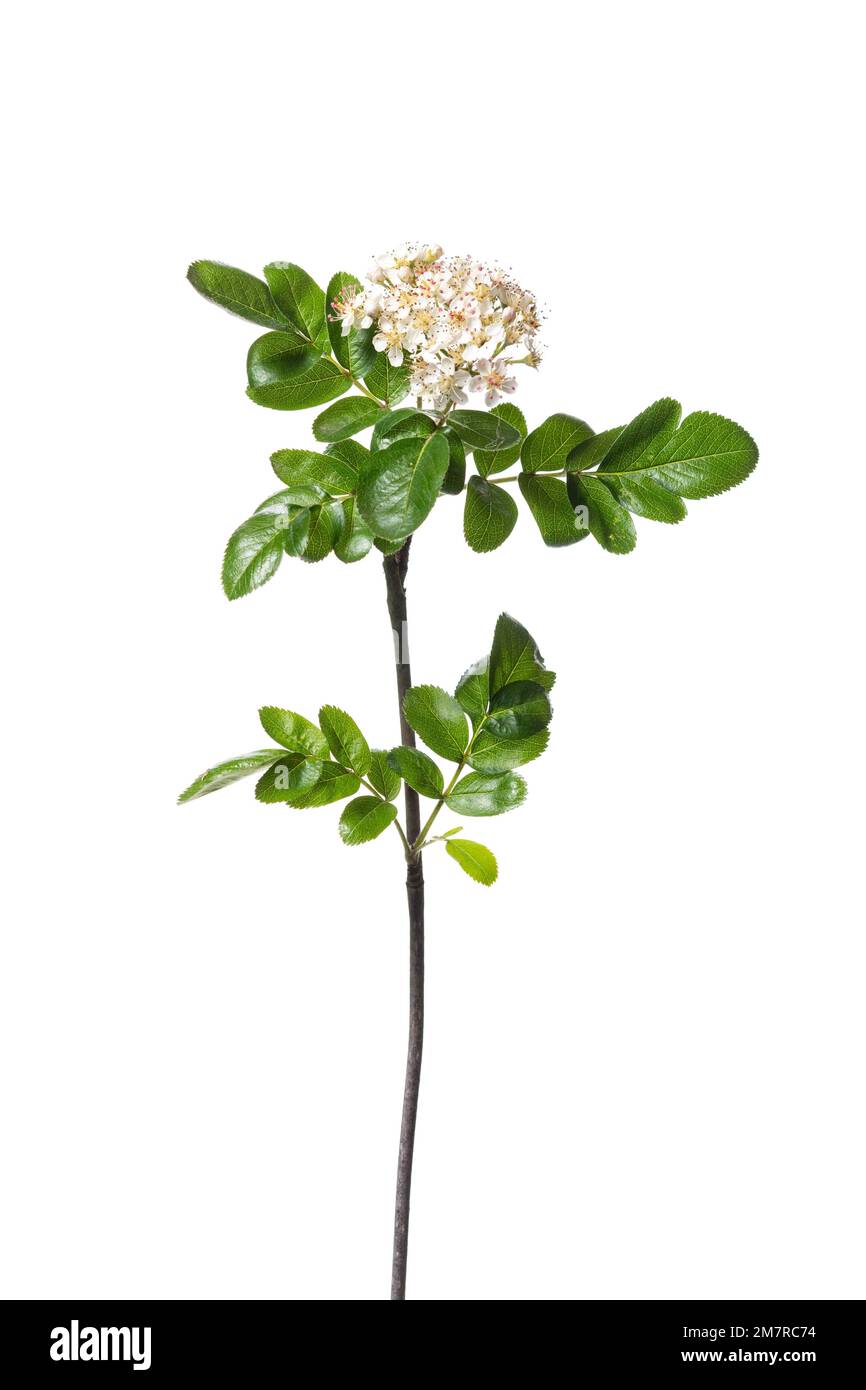 Mountain ash Burka (Sorbus Burka) (), isolated, woody plant, shrub ...