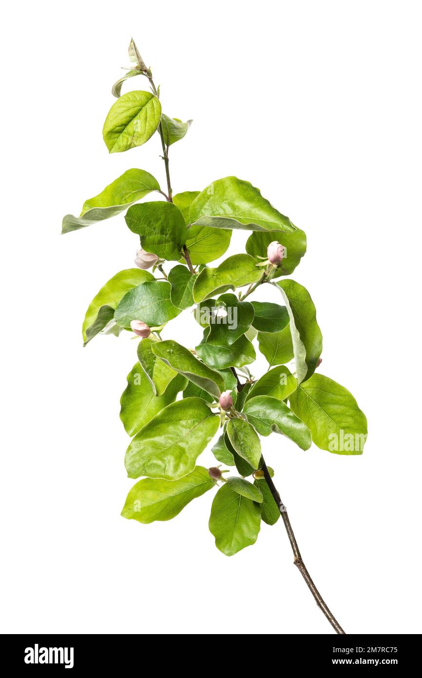 Quince Bereczki pear quince (Cydonia Bereczki pear quince), woody plant ...