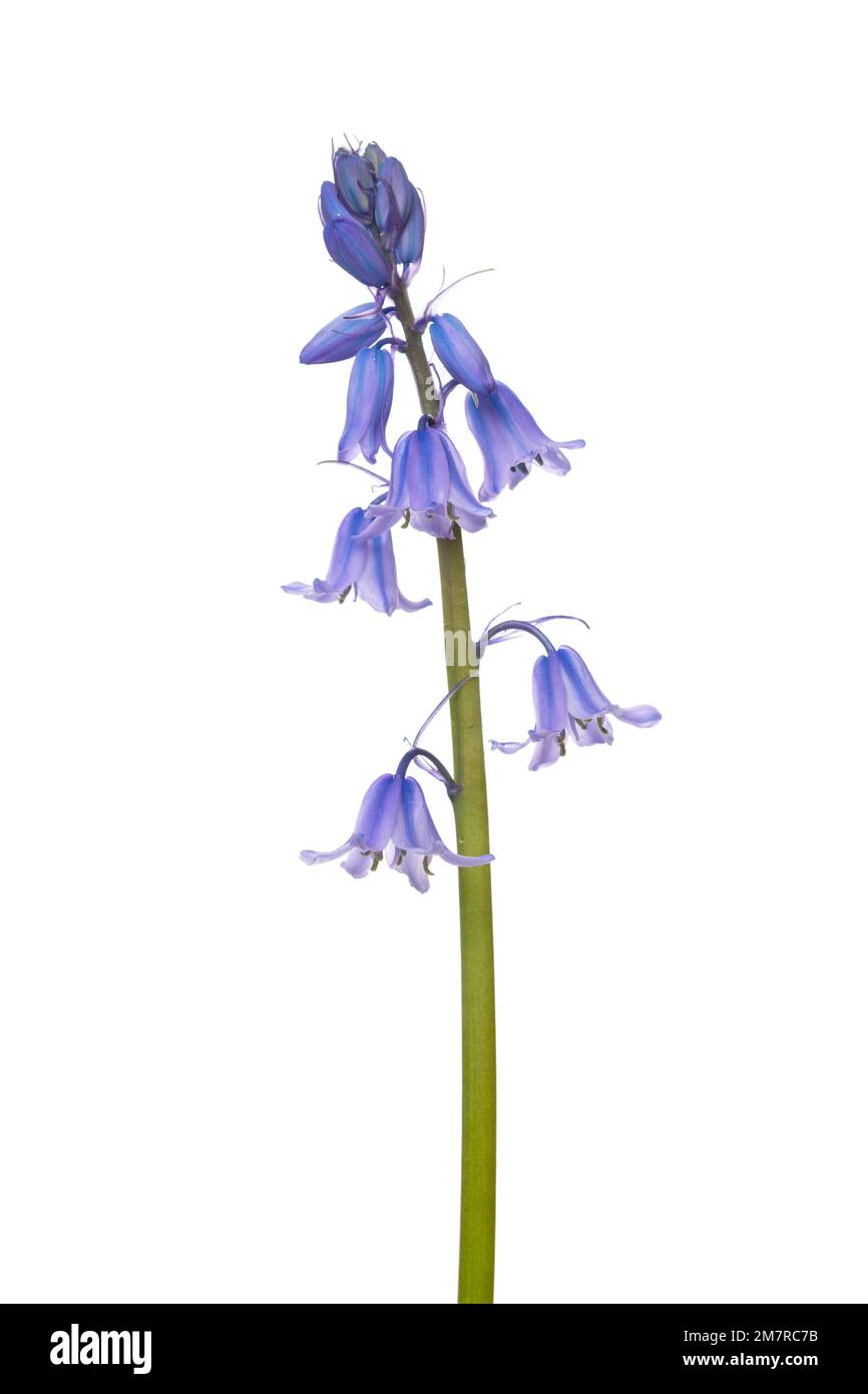 Bluebell (Hyacinthoides), flower, plant, cropped, white background ...