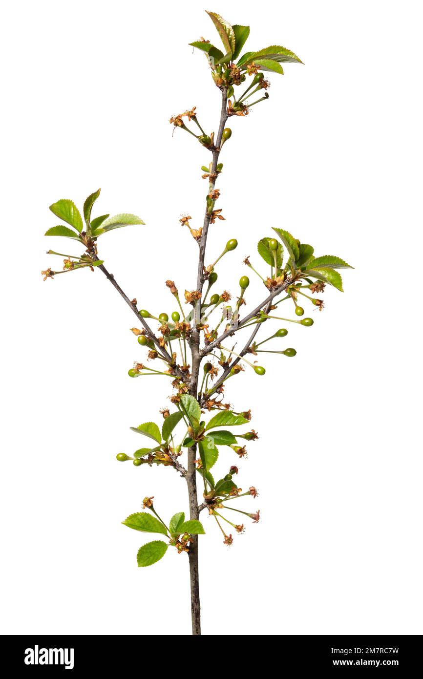 Sour cherry (Prunus cer.Karneol), cherry, tree, woody plant, isolated ...