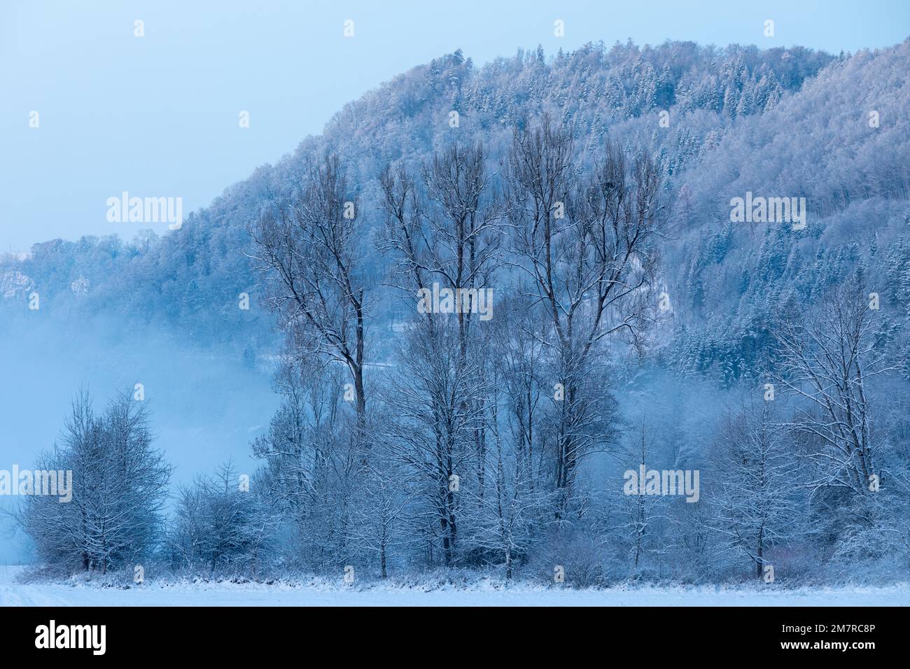 Poplar (Populus), snow, winter, frost, mixed forest, Neidingen, Danube ...