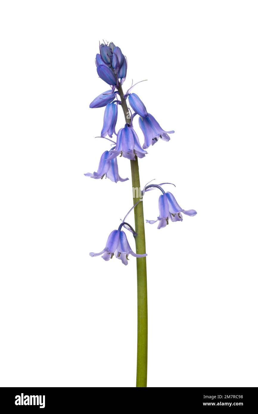 Bluebell (Hyacinthoides), flower, plant, cropped, white background ...