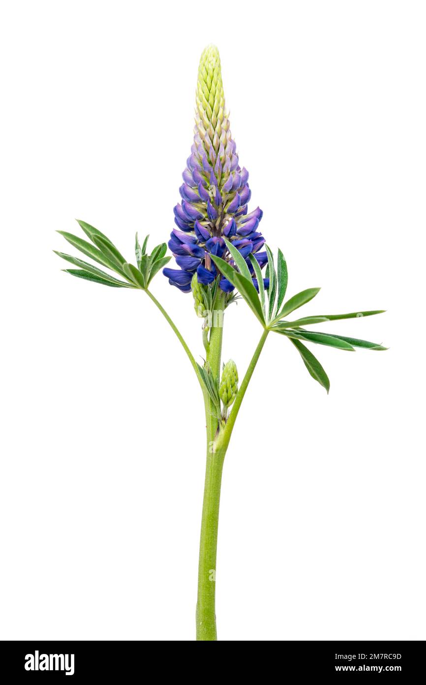 Lupin lupinus flower plant hi-res stock photography and images - Alamy