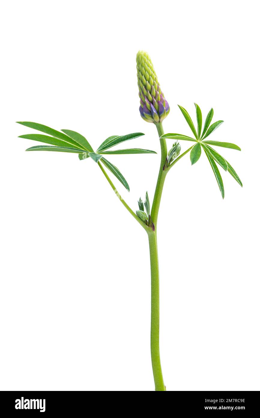 Lupin (Lupinus), flower, plant, cropped, white background Stock Photo ...