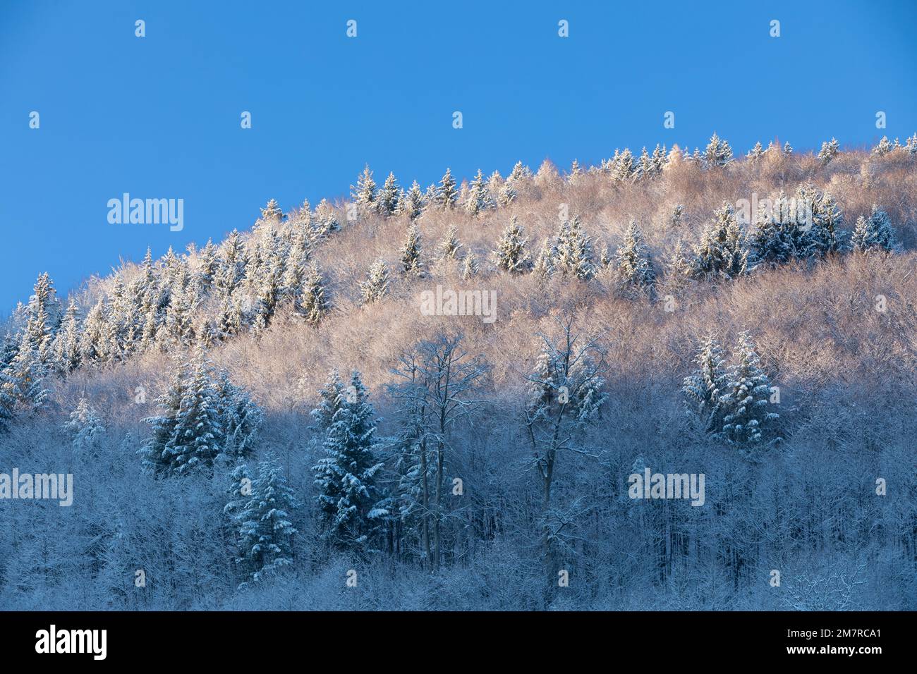 Snow, frost, winter, mixed forest, Neidingen, Danube valley, Baden ...