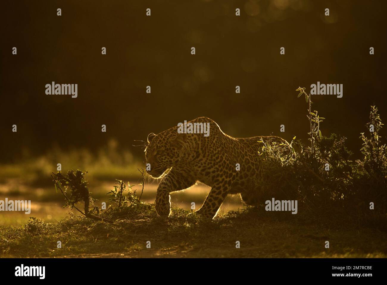 Backlit African leopard stalking across an open ground in Masai Mara ...