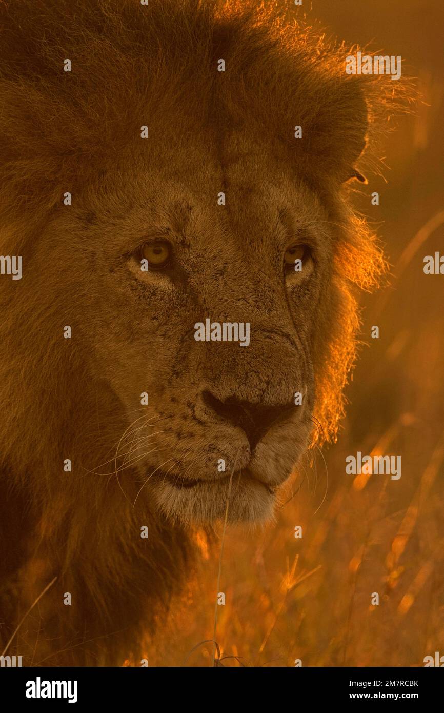 Head shot of a backlit African male lion Stock Photo - Alamy