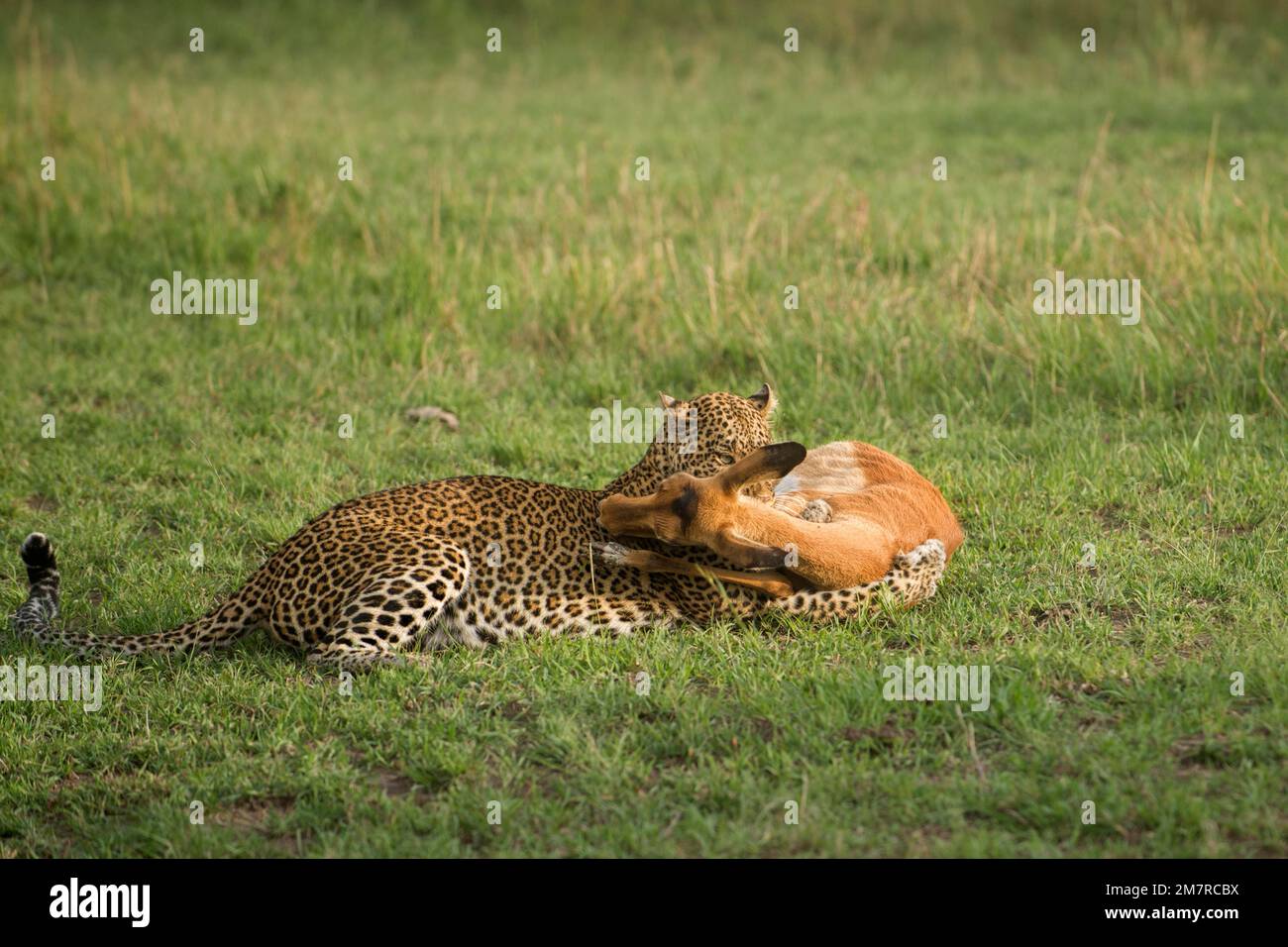 African leopard killing a female Impala in Masai Mara, Kenya Stock ...