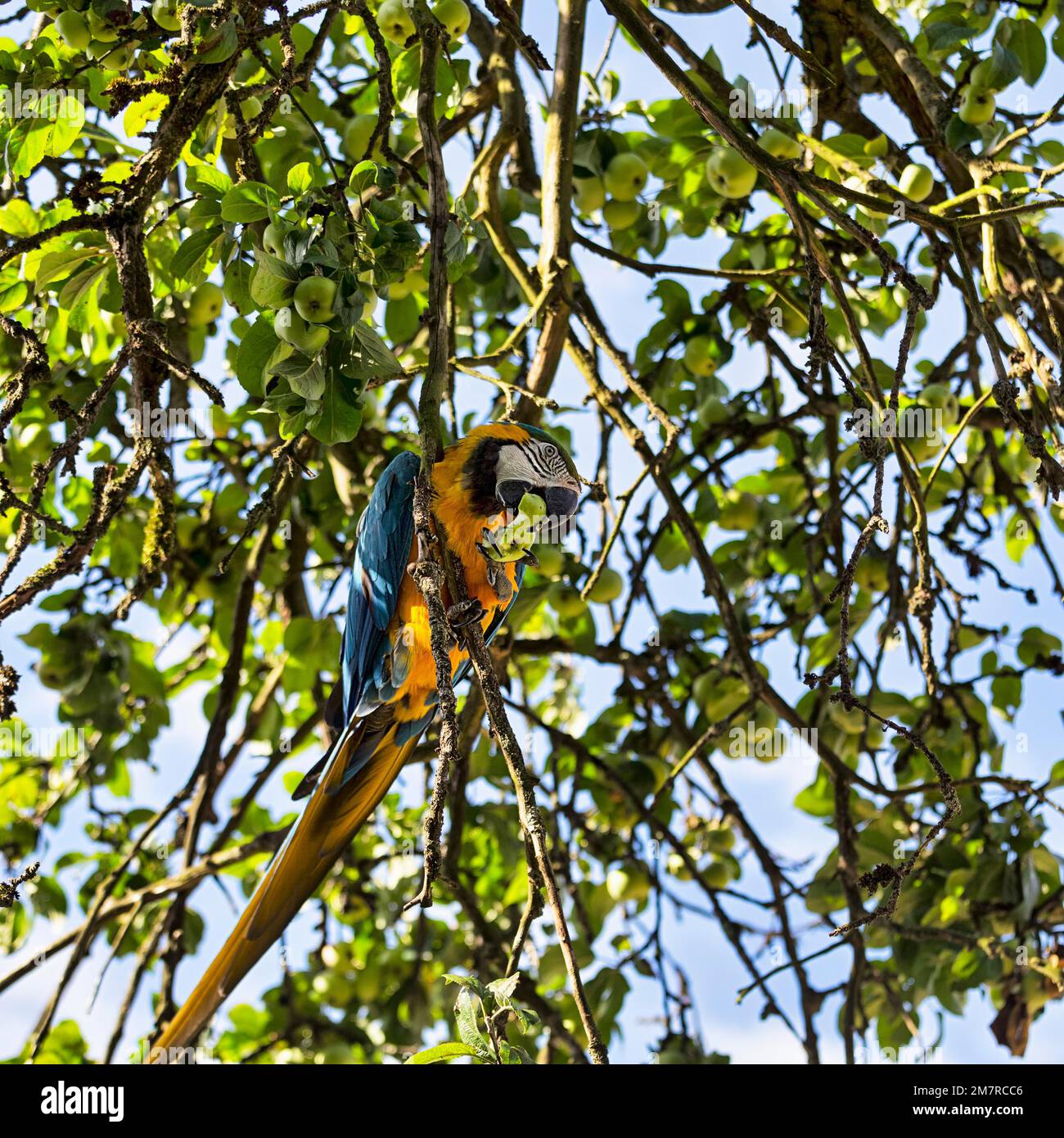 Blue and yellow macaw (Ara ararauna), captive, sitting in an apple tree ...
