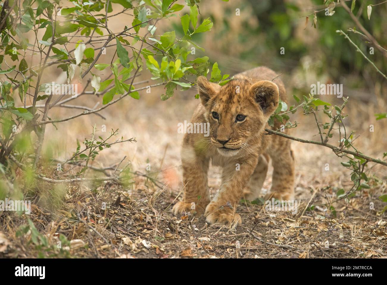 Lion cub in the african bush hi-res stock photography and images - Alamy