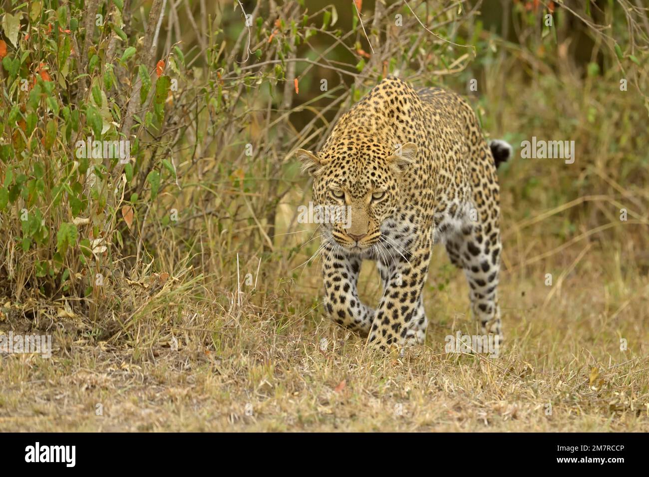 African conservation species hi-res stock photography and images - Alamy