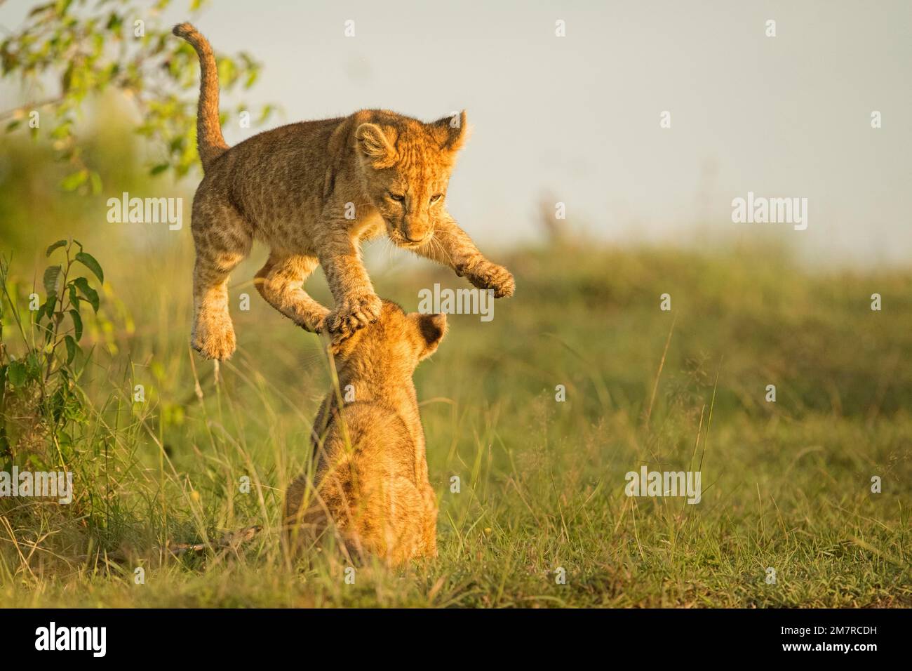 Two lion cubs playing with each other in the grasslands of Masai Mara, Kenya Stock Photo - Alamy