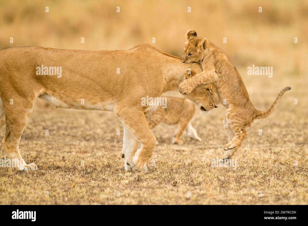 African lion cub jumping on her mothers head in Masai Mara, Kenya Stock ...